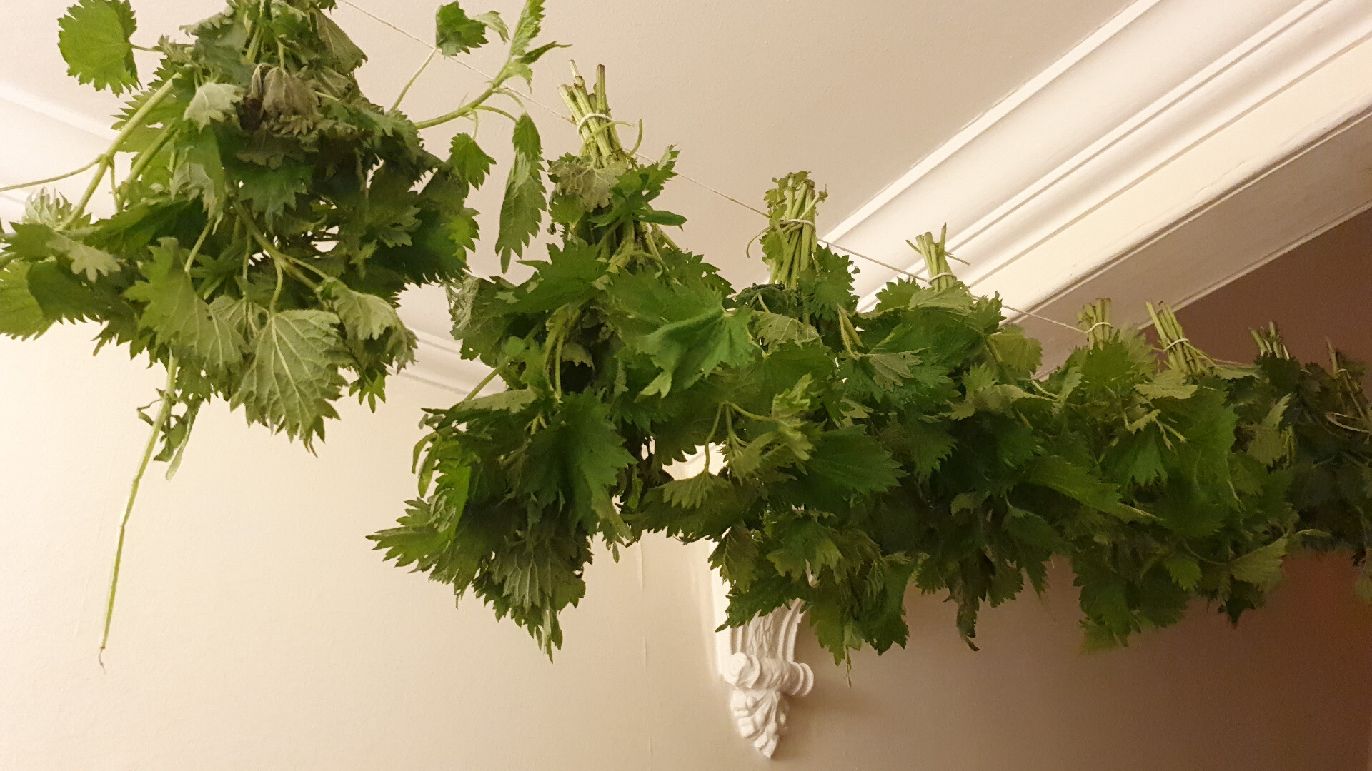 🍃 Nick 🍁: "I harvested stinging nettles for the first time! …" - bath ...